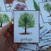 Trees Montessori 3 Part Cards. Tree Identification Cards. Vocabulary ...