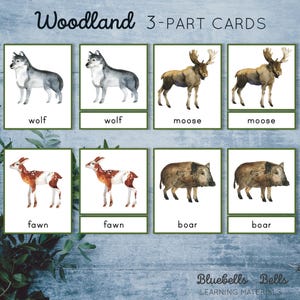 Woodland Animals Montessori 3 Part Cards. Preschool Vocabulary Activity ...