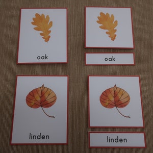 Montessori Fall Printable Leaf Identification Three Part Cards ...