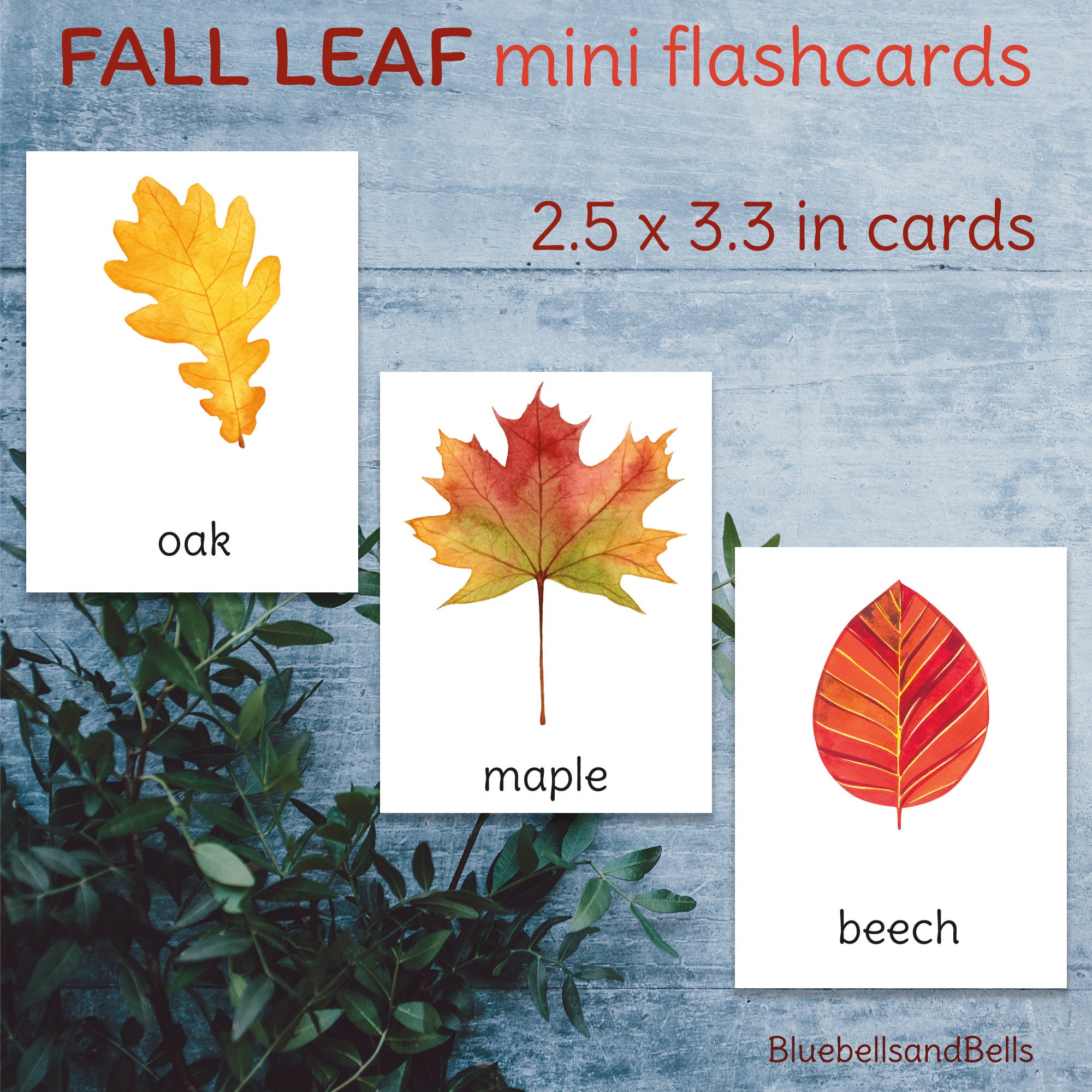 Autumn Leaf Identification Mini Flashcards. Watercolor Fall | Etsy