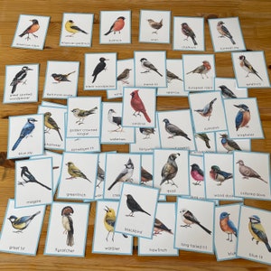 Birds Cards. Birds Identification Printable Flash Cards. Montessori ...