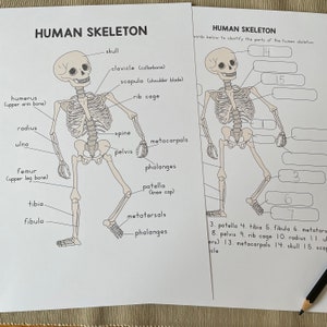 Human Skeleton Parts Cards, Poster, Labeling Worksheet and Coloring ...
