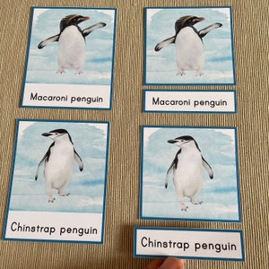 Penguins of the World 3 Part Cards. Types of Penguins Printable Cards ...