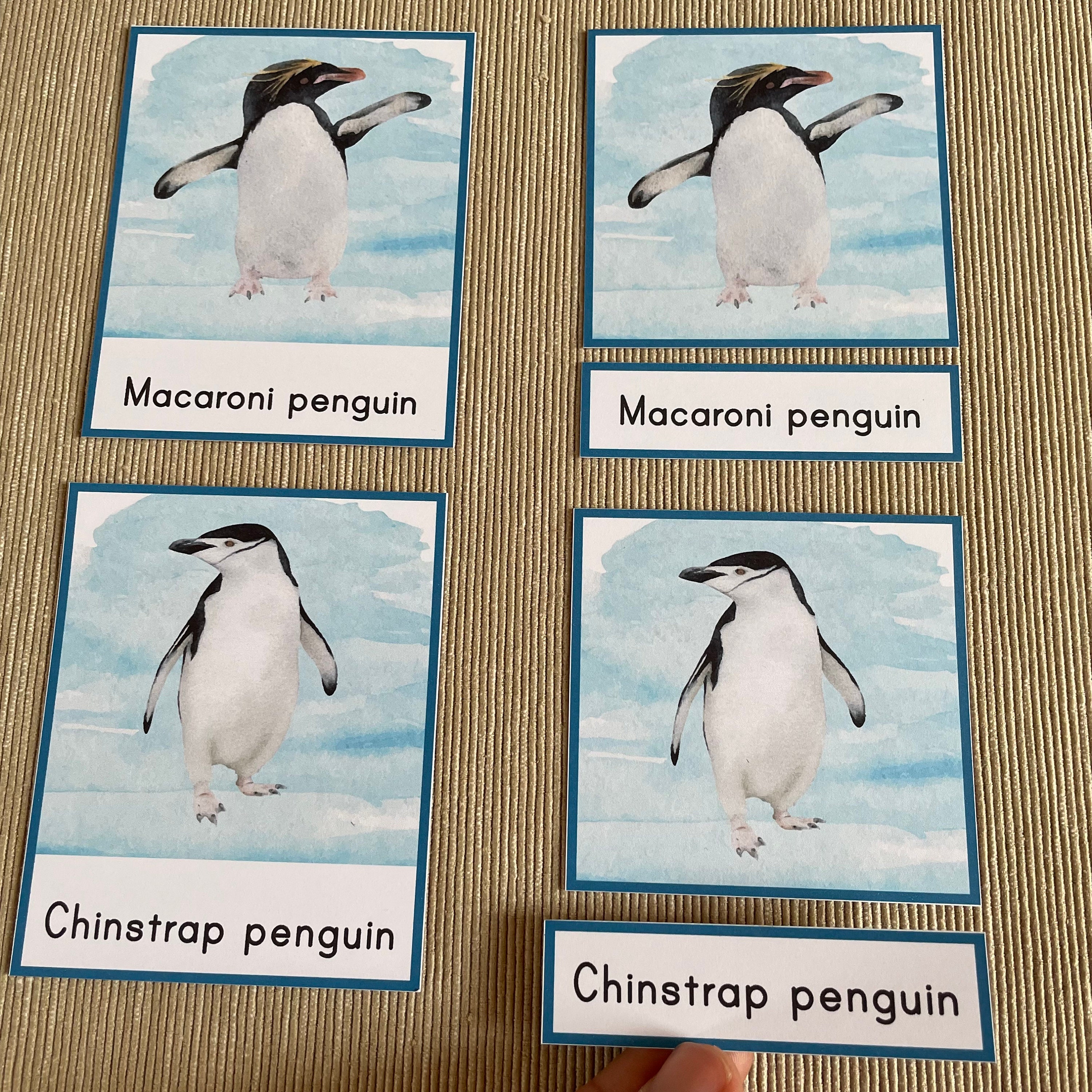Penguins of the World 3 Part Cards. Types of Penguins Printable Cards ...