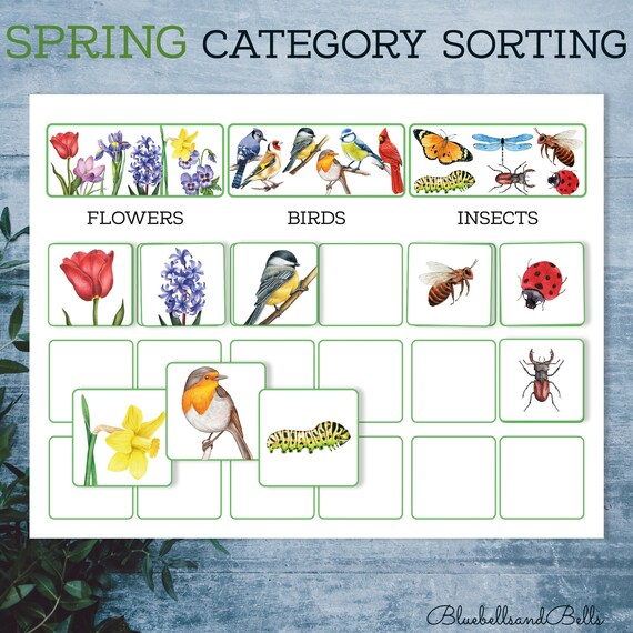 Spring Preschool FLOWERS BIRDS INSECTS Category Sorting - Etsy