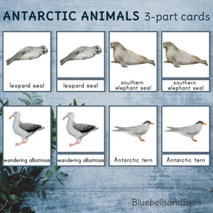 Antarctic Animals 3 Part Cards. Montessori Printable Vocabulary ...