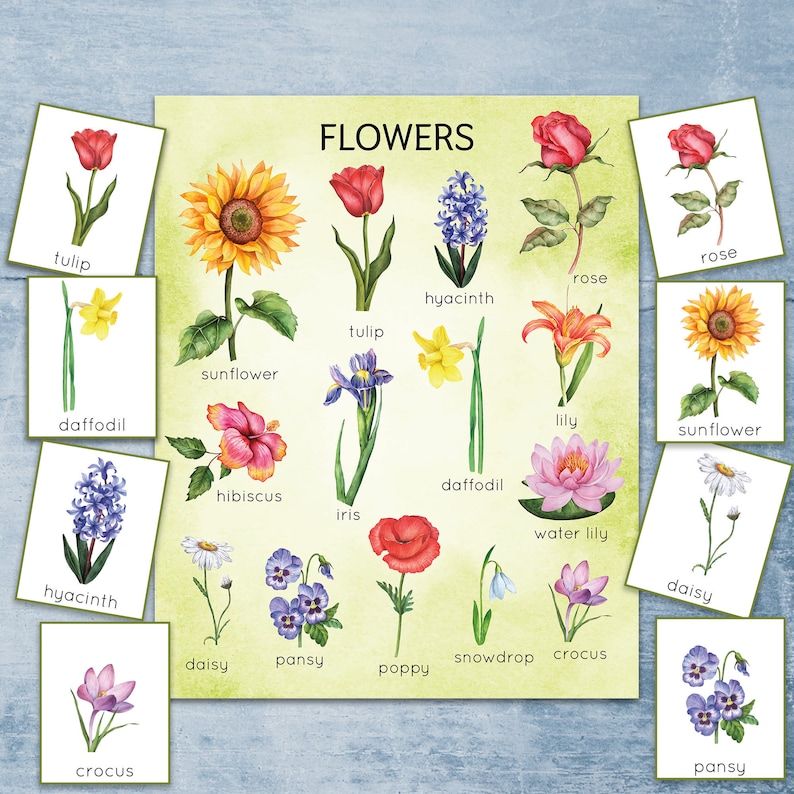Flower Identification Printable Cards and Poster. Montessori - Etsy