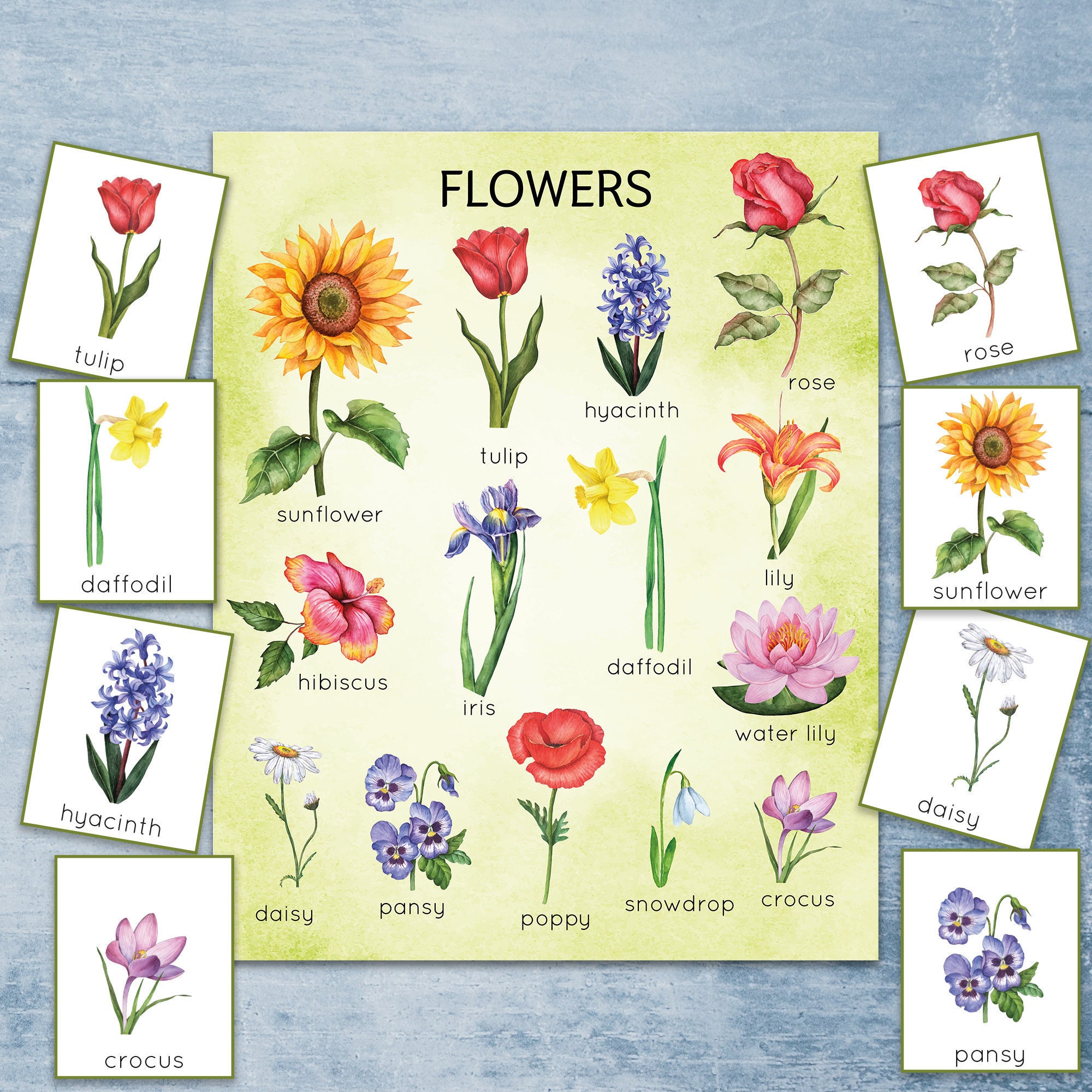 Different Types Of Flowers With Names Chart