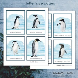 Penguins of the World Flash Cards. Types of Penguins Printable Cards ...