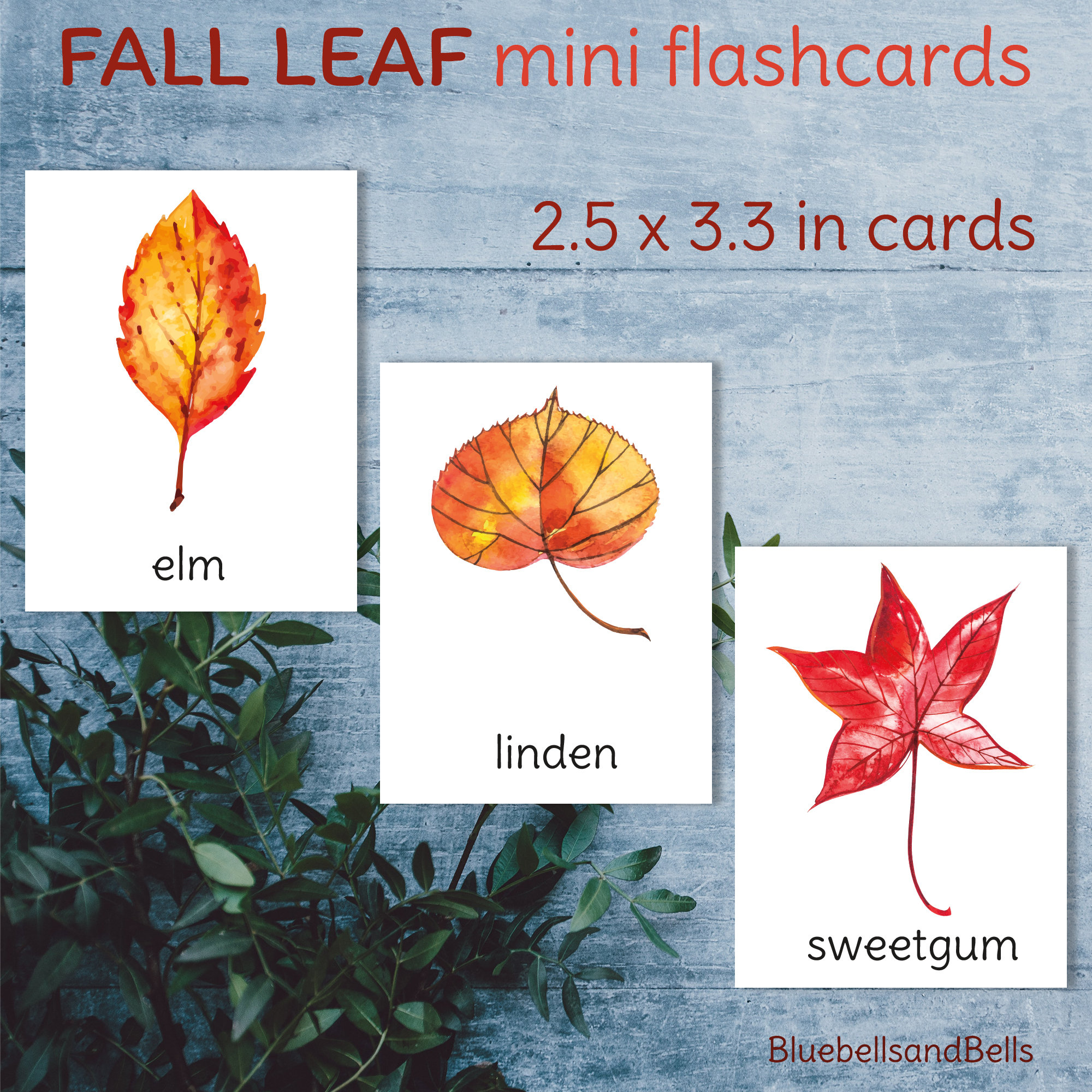 Autumn Leaf Identification Mini Flashcards. Watercolor Fall - Etsy Ireland