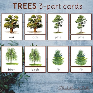 Trees Montessori 3 Part Cards. Tree Identification Cards. Vocabulary ...