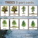 Trees Montessori 3 Part Cards. Tree Identification Cards. Vocabulary ...