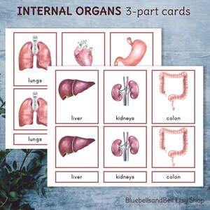 Internal Organs 3-part Cards and Poster. Montessori Anatomy ...