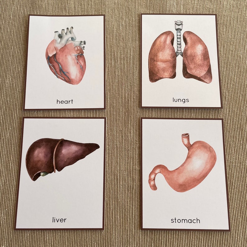 Human Body Organs Flashcards. Preschool and Kindergarten - Etsy