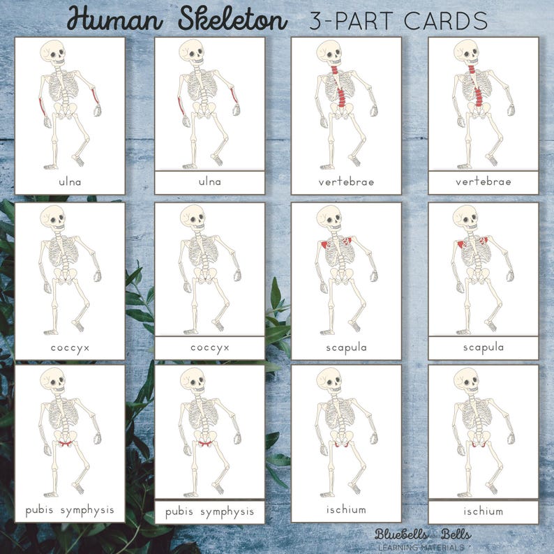 Skeleton Nomenclature Cards. Montessori 3-part Cards. - Etsy