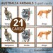 Australia Oceania Animals Montessori Printable 3 Part Cards. Vocabulary ...