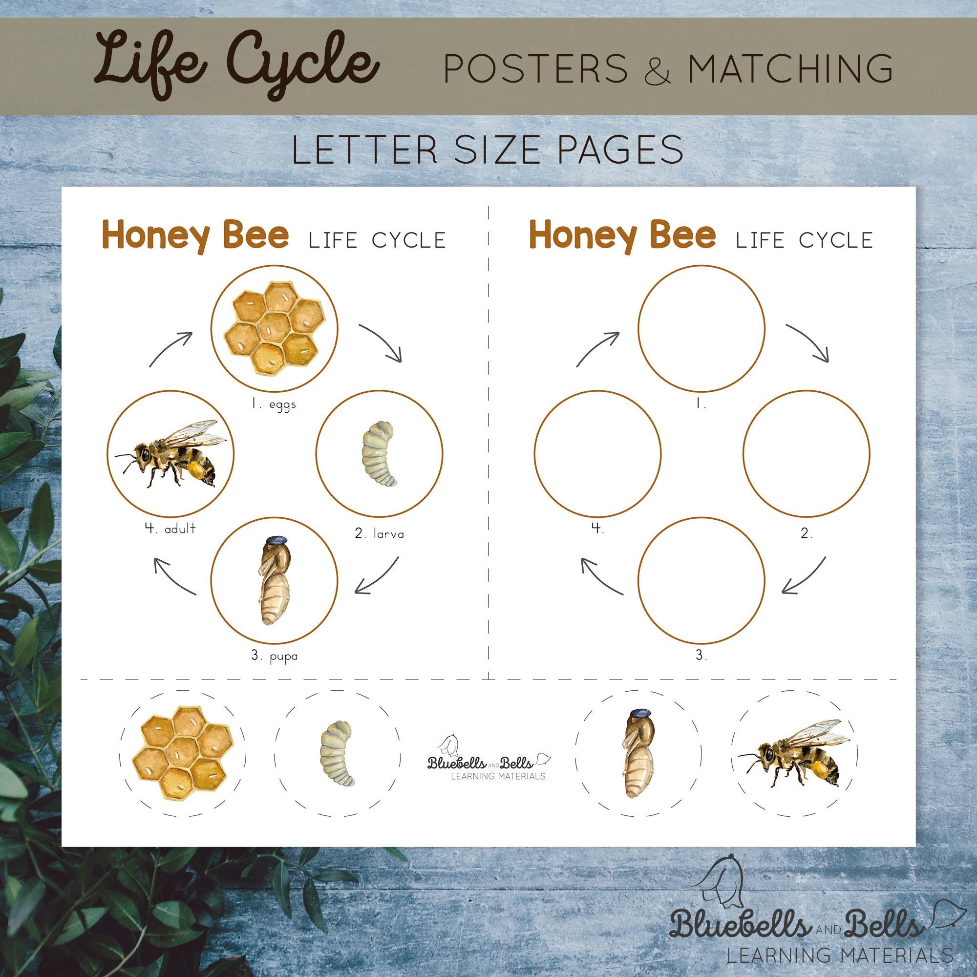 Life Cycle Printable Posters and Matching Worksheets. Montessori ...