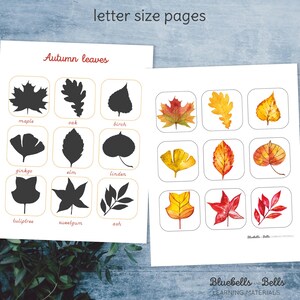 Fall Leaf Montessori Printable. Leaf Identification Preschool Printable ...