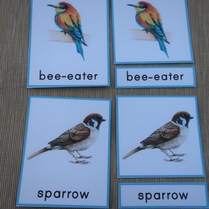 Birds Montessori Printable 3-part Cards. Spring Vocabulary Activity for ...