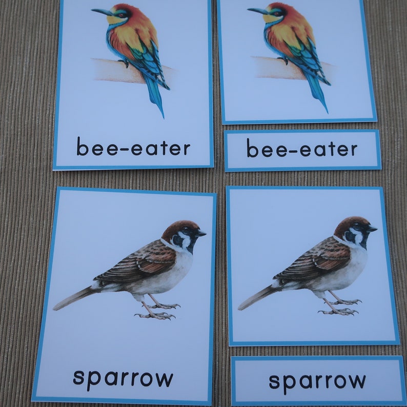 Birds Montessori Printable 3 Part Cards. Spring Vocabulary - Etsy