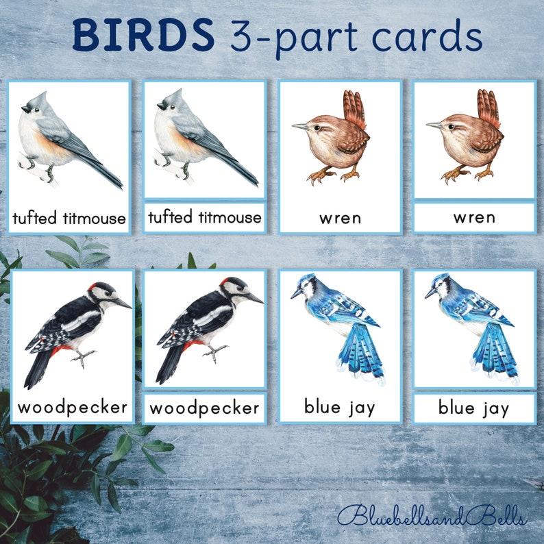 Birds Montessori Printable 3 Part Cards. Spring Vocabulary | Etsy