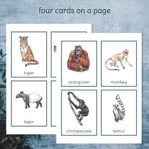 Rainforest Animal Flash Cards. Toddler Watercolor Cards. Preschool ...