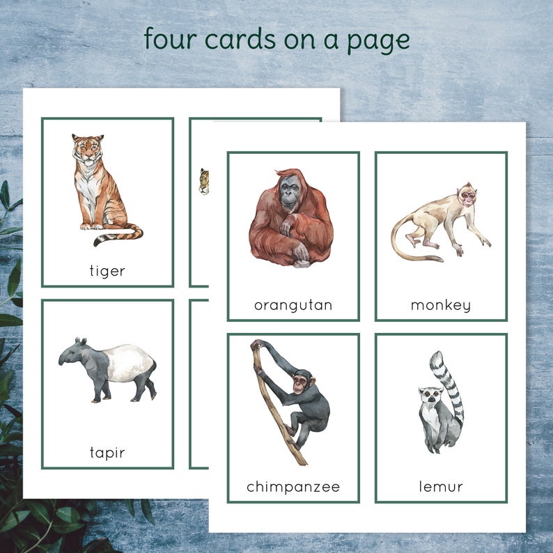 Rainforest Animal Flash Cards. Toddler Watercolor Cards. - Etsy