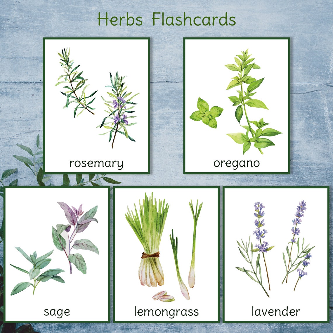 Herbs printable flashcards. Nature watercolor cards. | Etsy