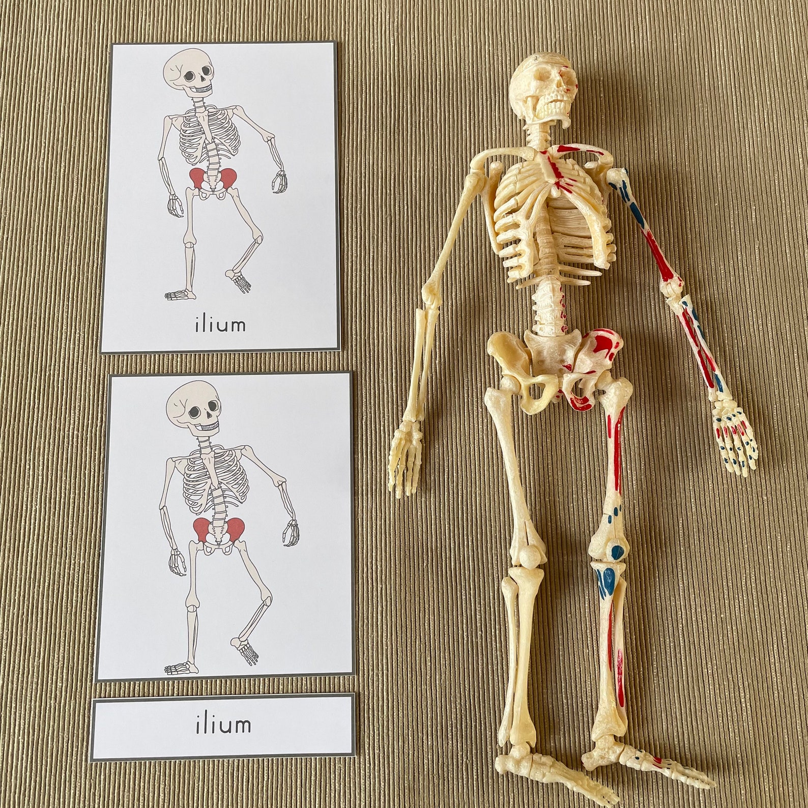 Skeleton Nomenclature Cards. Montessori 3-part Cards. - Etsy