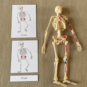 Skeleton Nomenclature Cards. Montessori 3-part Cards. - Etsy