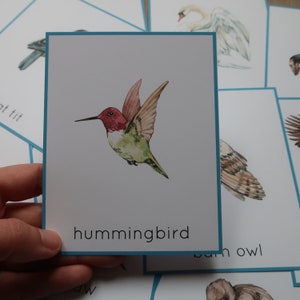 Birds Flash Cards. Watercolor Printable Birds of the World Cards. - Etsy