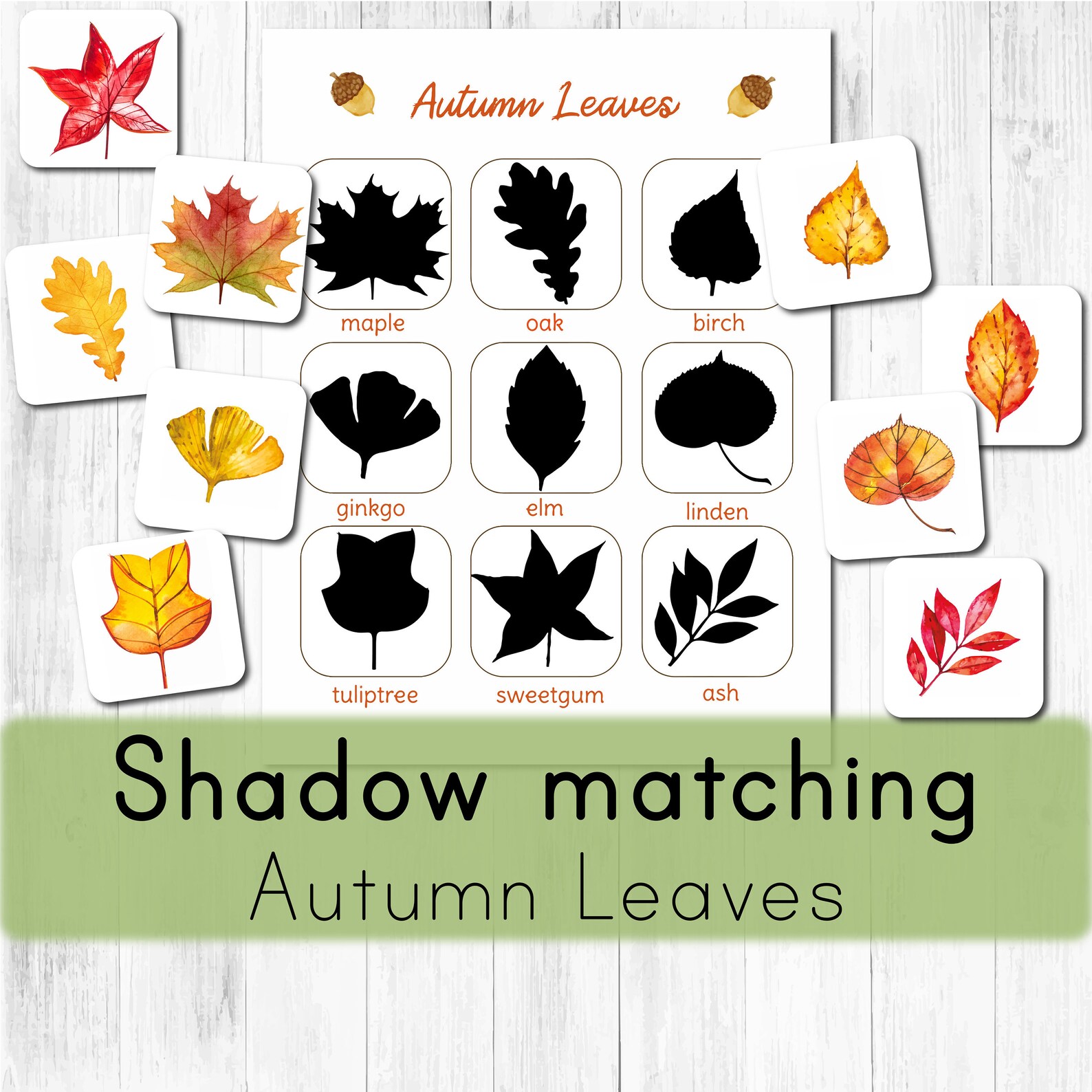 Fall leaf Montessori printable. Leaf identification preschool | Etsy