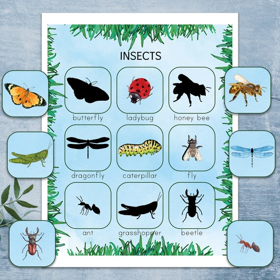 Insect shadow matching activity. Montessori printable. | Etsy