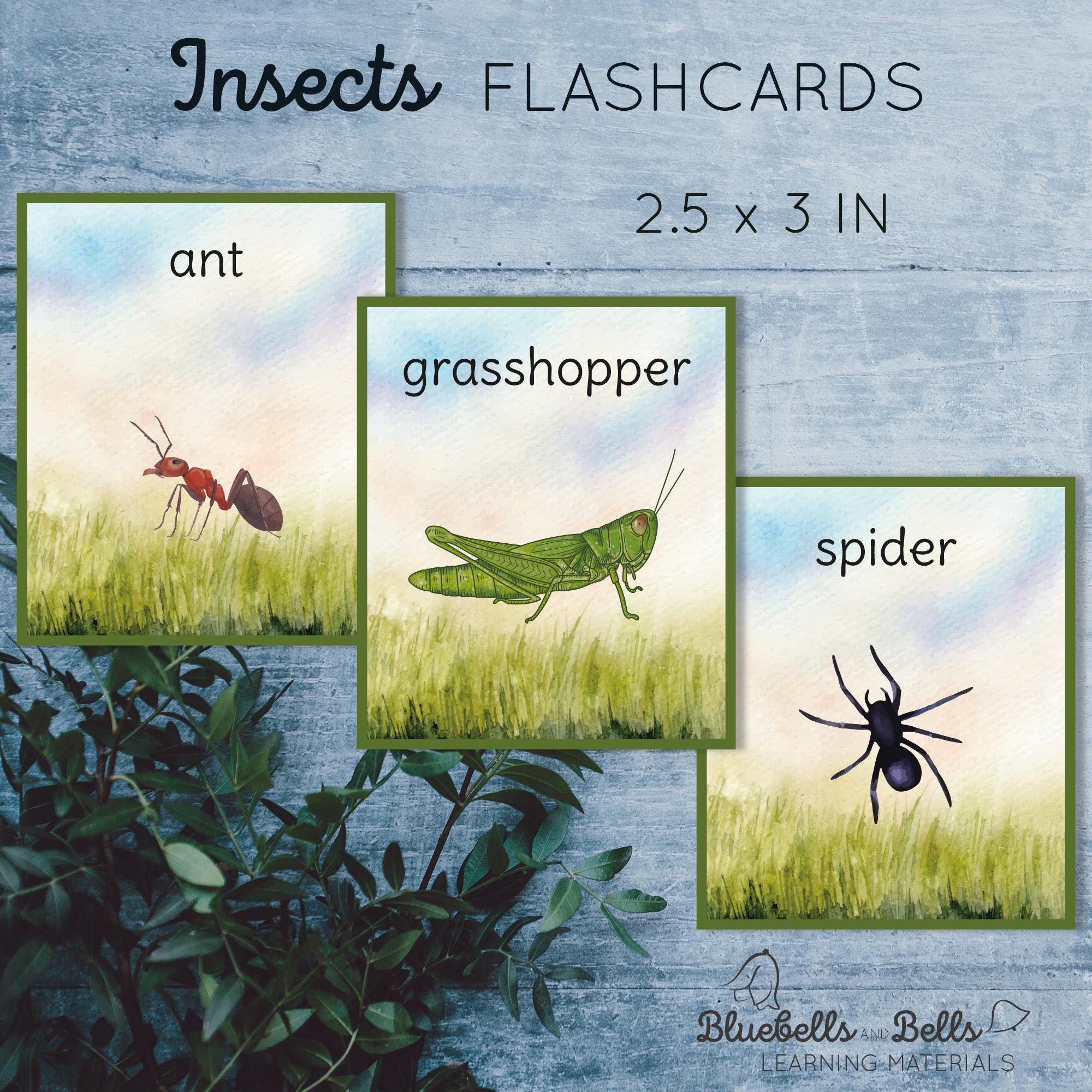 Insect Flashcards Mini. Watercolor Printable for Toddlers and Preschool ...