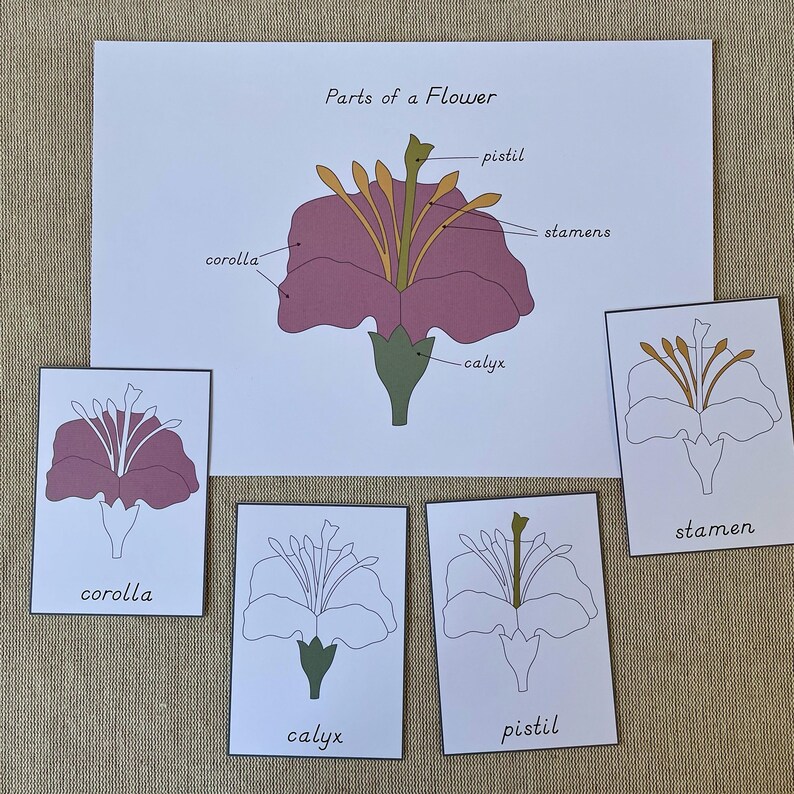 Parts of a Flower Nomenclature Cards, Montessori 3-part Cards, Control ...