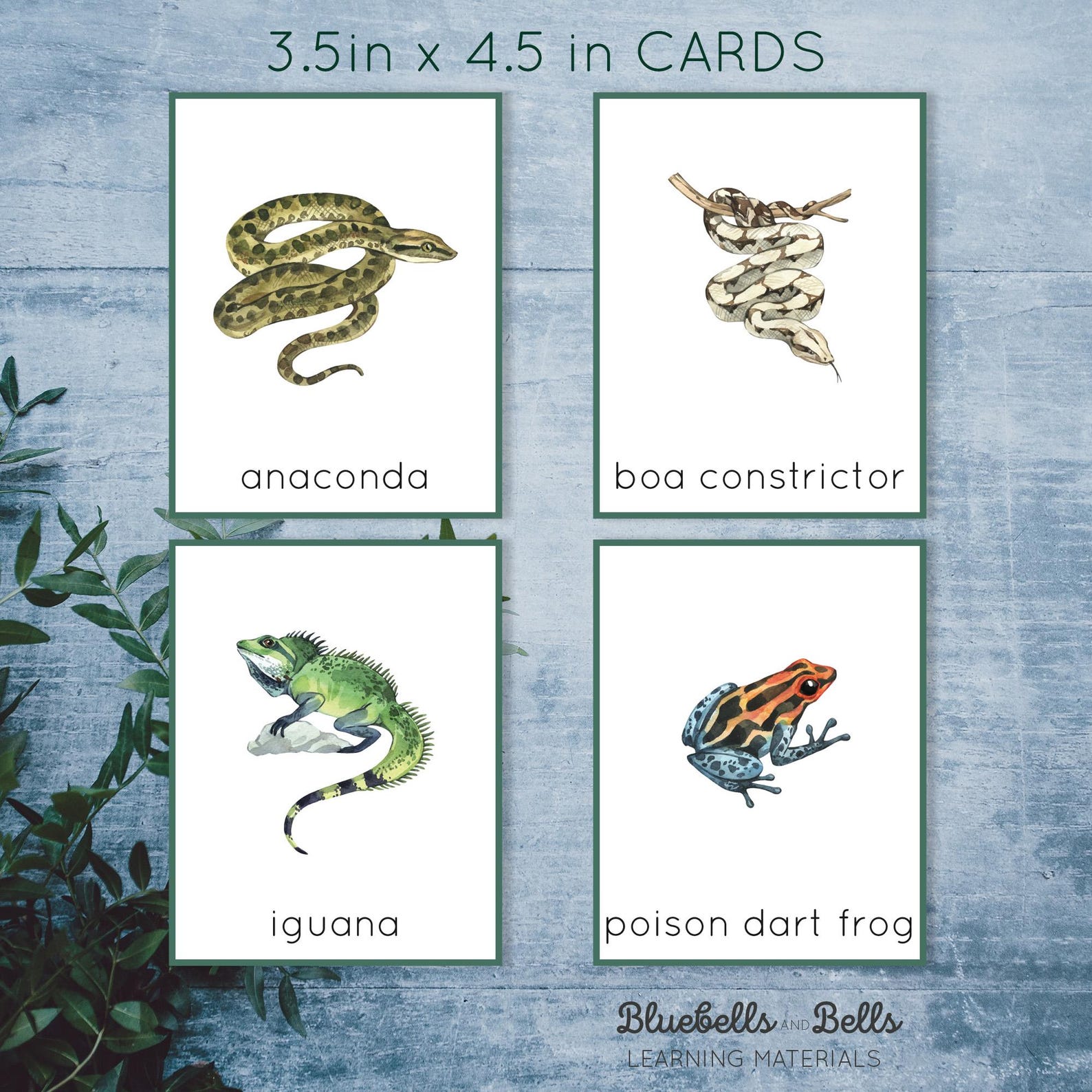 Rainforest Animal Flash Cards. Toddler Watercolor Cards. Preschool ...