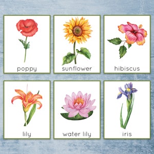 Flower Identification Printable Cards and Poster. Montessori Spring ...
