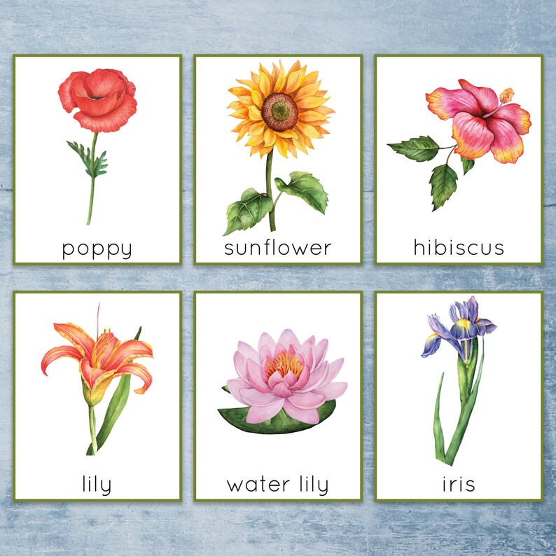 Flower Identification Printable Cards and Poster. Montessori - Etsy