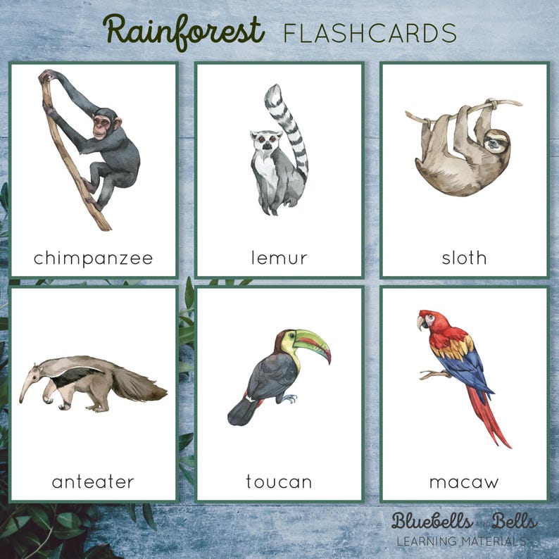 Rainforest Animal Flash Cards. Toddler Watercolor Cards. Preschool ...