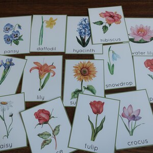 Flower Identification Printable Cards and Poster. Montessori Spring ...