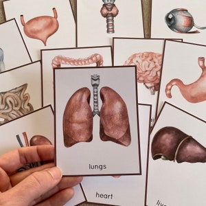 Human Body Organs Flashcards. Preschool and Kindergarten Watercolor ...