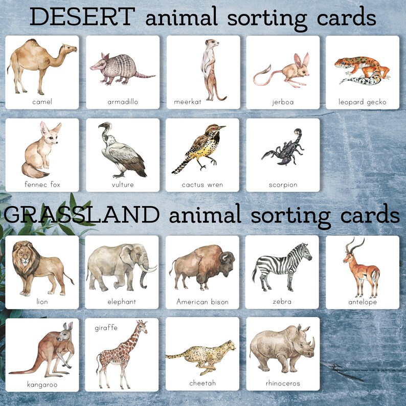 Animal Habitats Sorting Activity and Chart. Montessori - Etsy