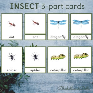 Insect Montessori Printable 3-part Cards. Preschool and Kindergarten ...