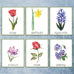 Flower Identification Printable Cards and Poster. Montessori Spring ...
