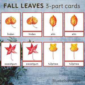 Montessori Fall Printable Leaf Identification Three Part Cards ...