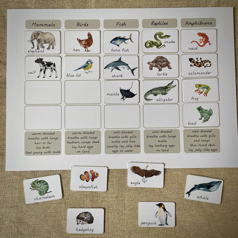 Classification of Animals Vertebrates. Chart and Worksheet for Sorting ...