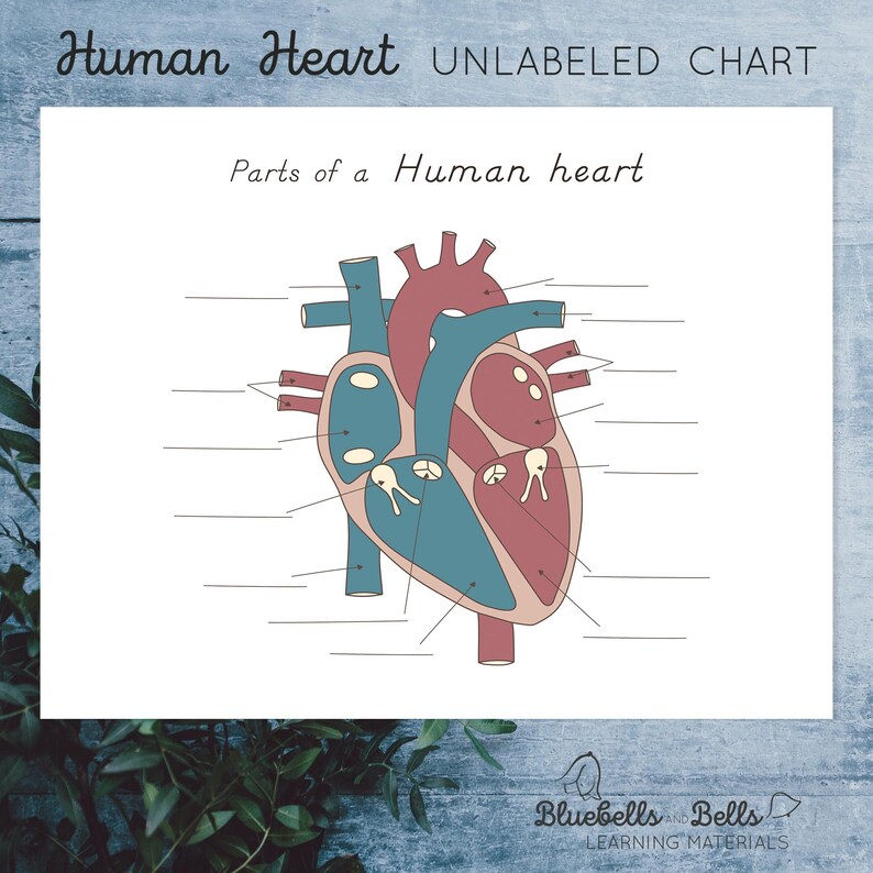 Parts of a Human Heart Nomenclature 3-part Cards, Control Charts ...