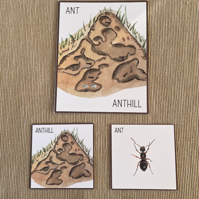 Animal Homes Cards and Matching Activity. - Etsy