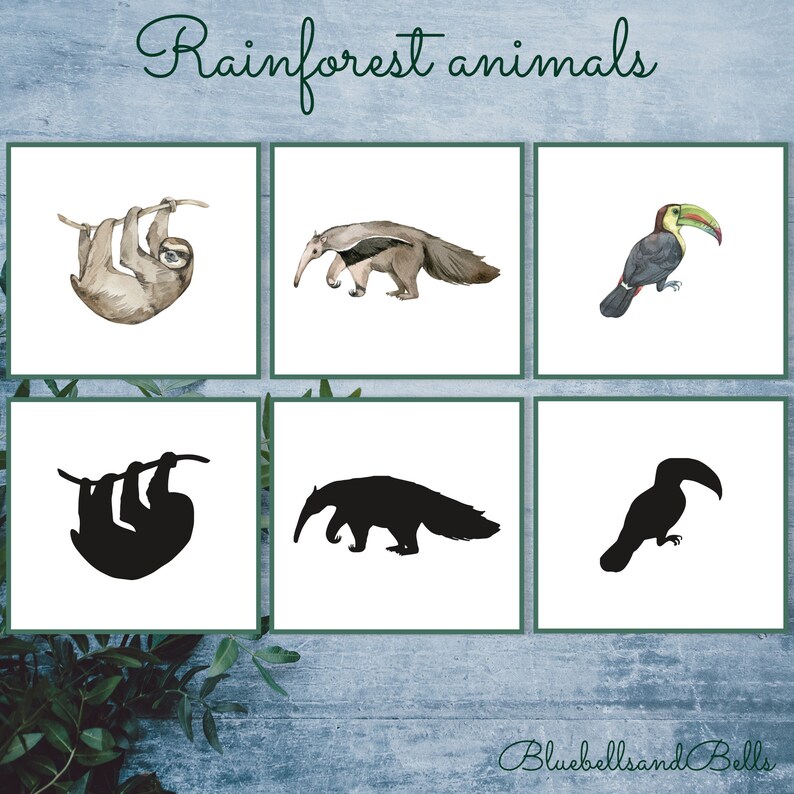 Rainforest Animals Shadow Matching Cards. Montessori Animal - Etsy