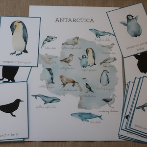 Antarctica Animal Flashcards and Shadow Matching Cards. Montessori ...